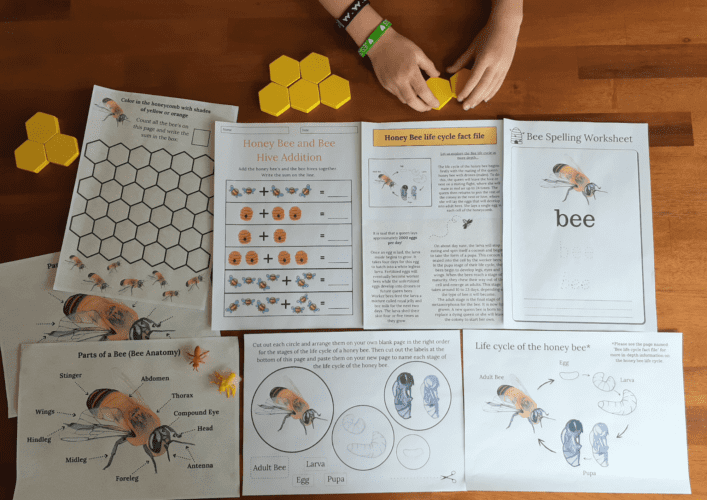 MEGA Insect Printable Bundle - 49 Page Nature Unit Study