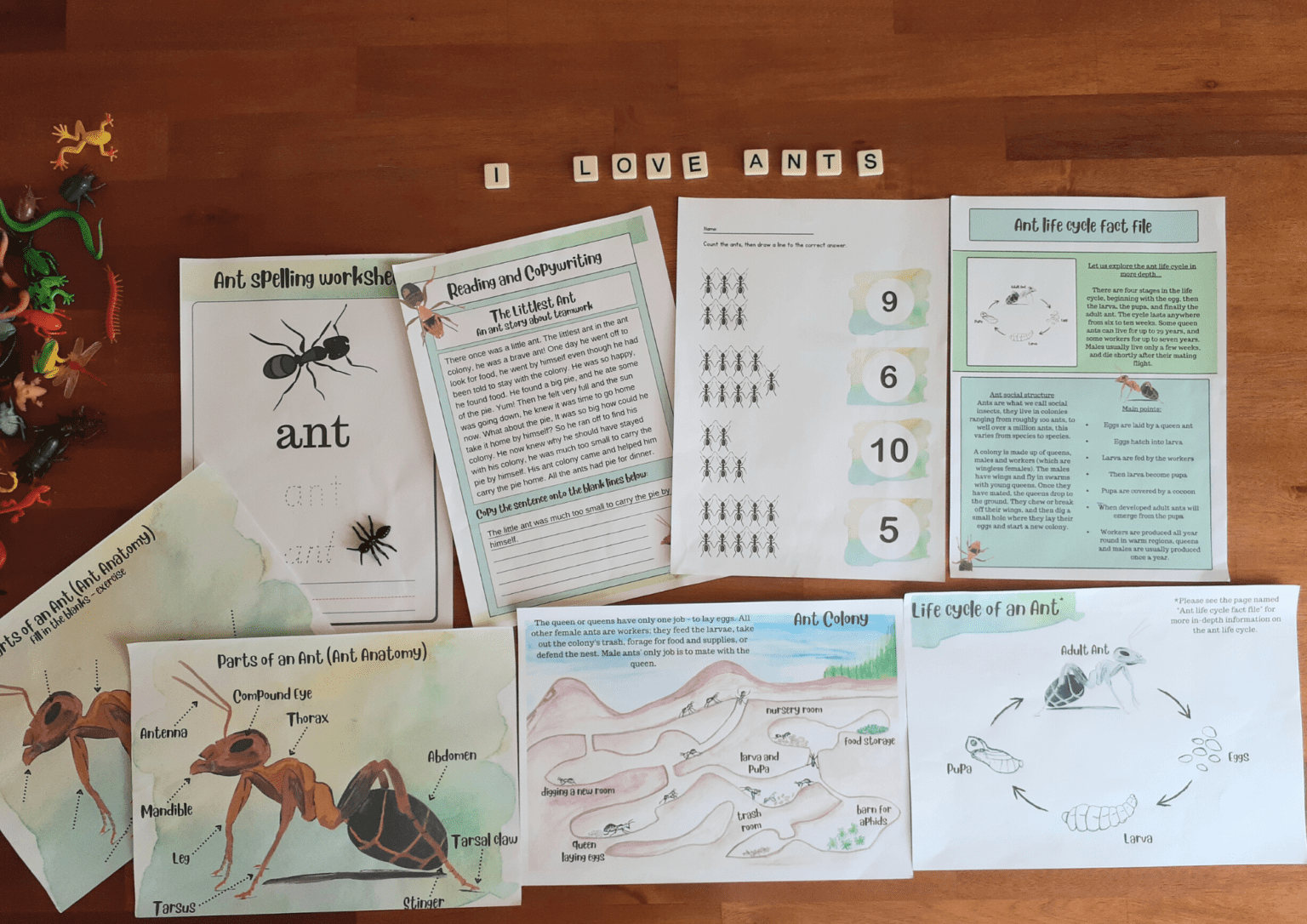 Ant Insect Study Bundle (Ages 5-10) Digital Download Printable