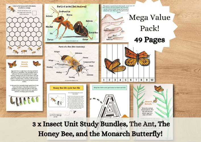 MEGA Insect Printable Bundle - 49 Page Nature Unit Study