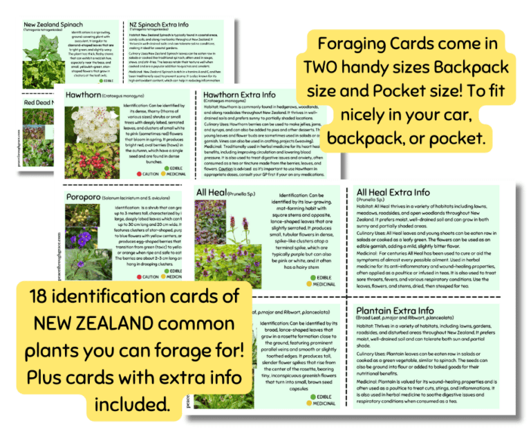 New Zealand Foraging Identification Cards - Downloadable Printable