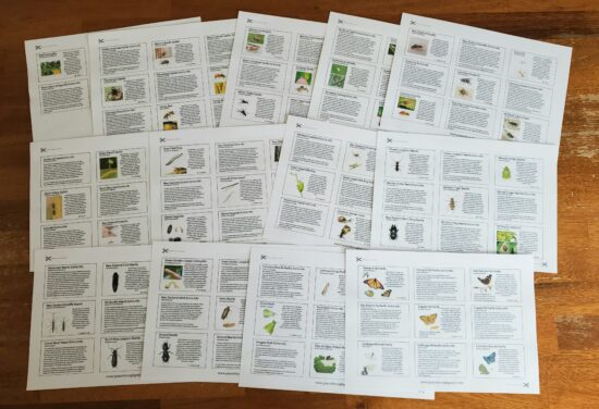 New Zealand Bug Guide and Identification Cards - Downloadable Printable ...
