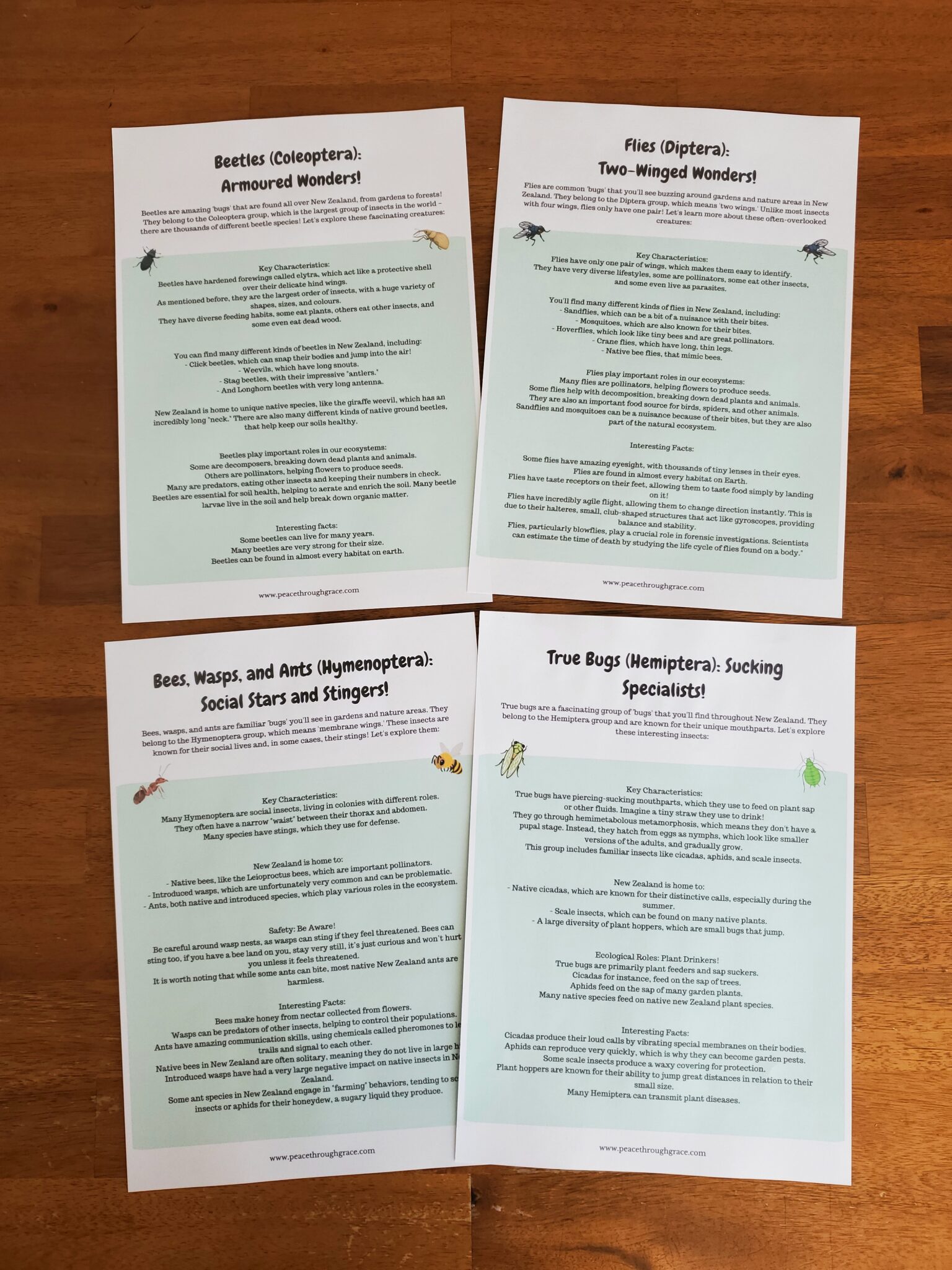 New Zealand Bug Guide and Identification Cards - Downloadable Printable ...