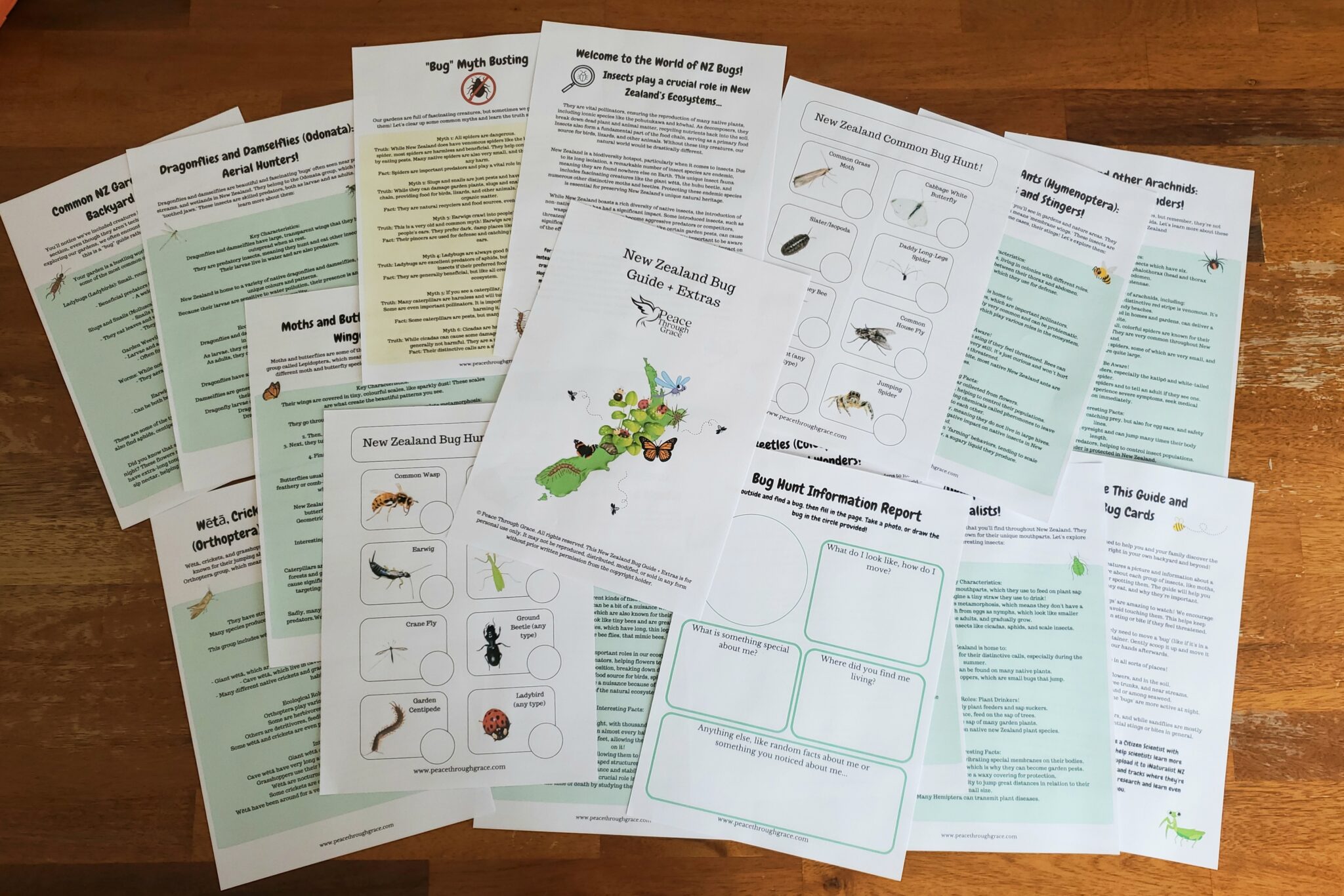 New Zealand Bug Guide and Identification Cards - Downloadable Printable ...